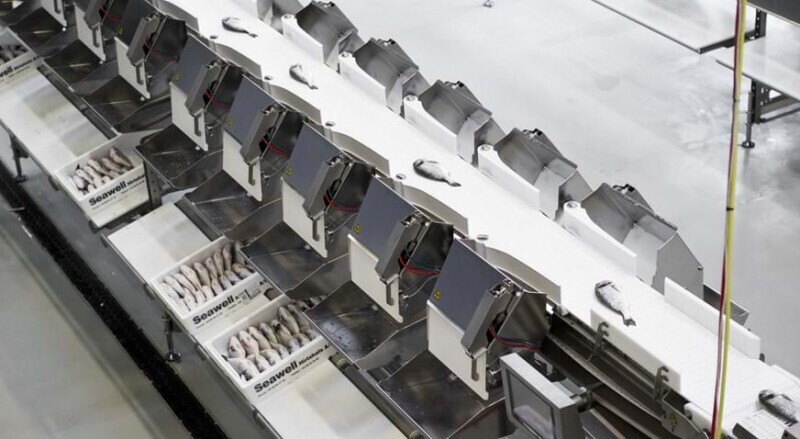 Bristol Seafood invest in additional Marel Processing Solutions | Weighing Review MarketPlace